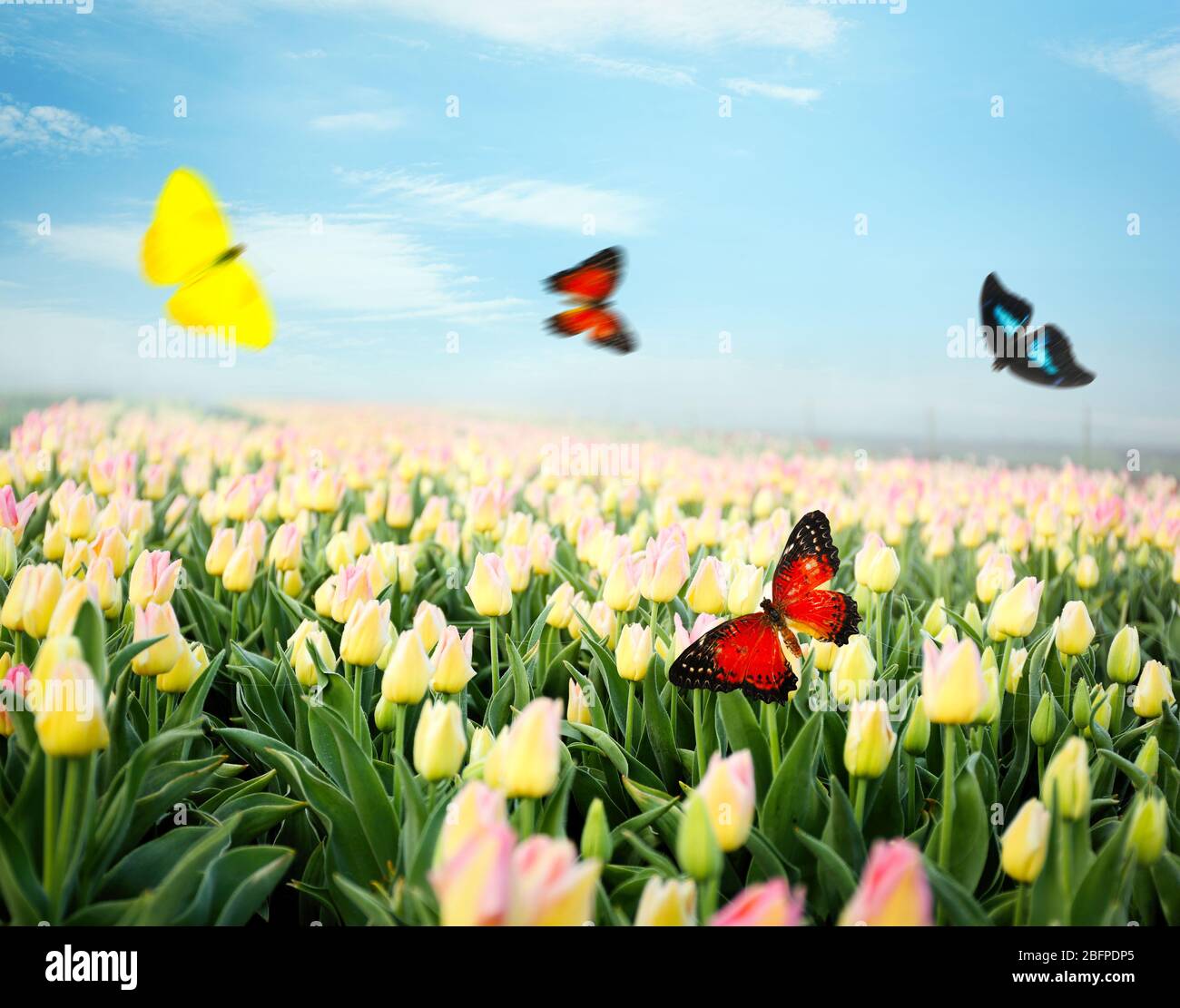 Flying over field wild flowers hi-res stock photography and images - Alamy