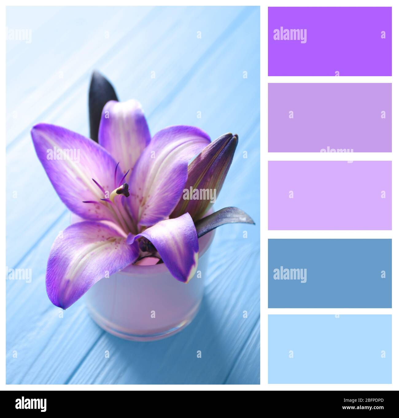 Lilac colour swatch hi-res stock photography and images - Alamy