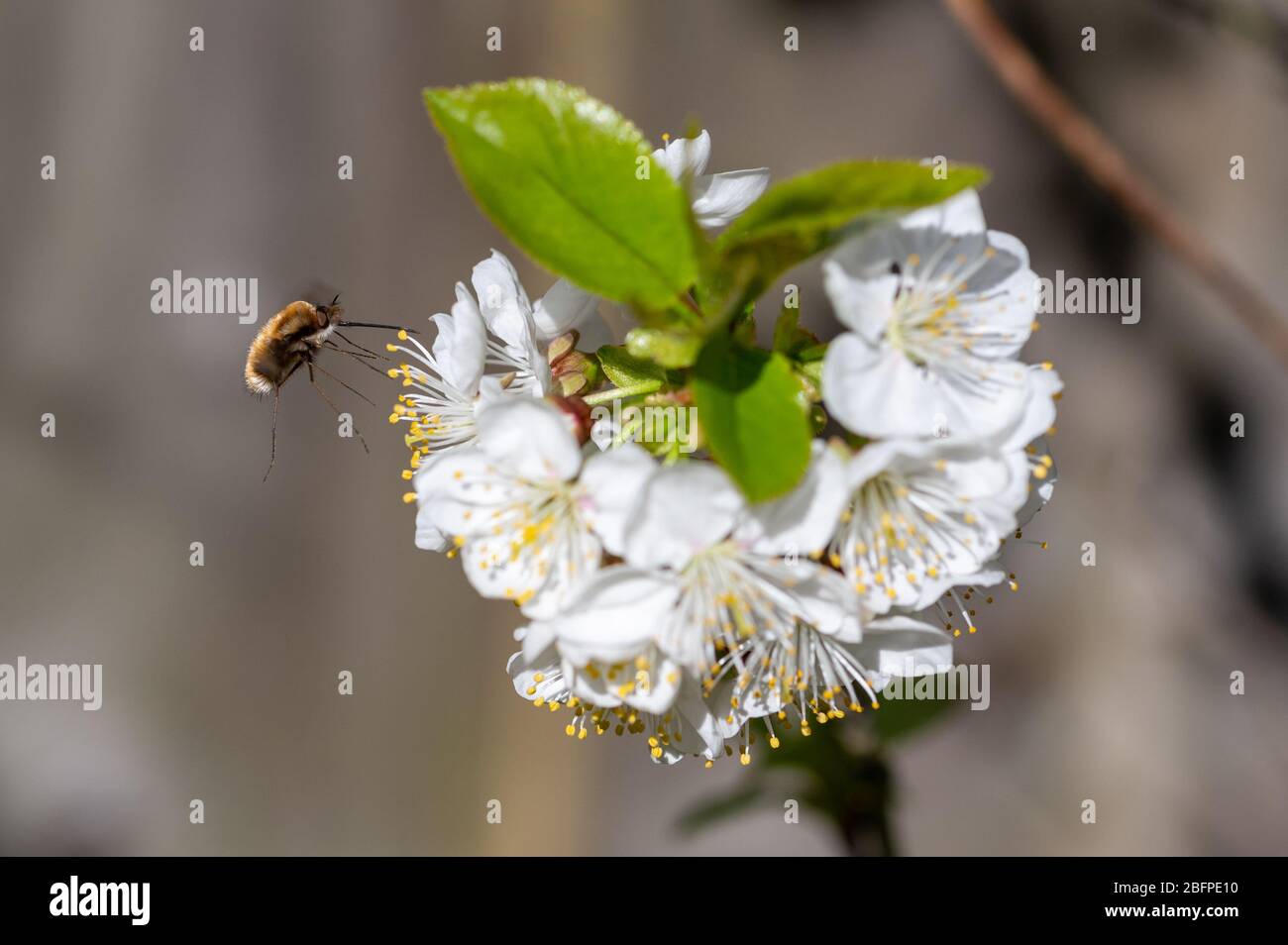 Dark-edged bee-fly, Bombylius major, feeding on cherry blossom. The bee ...