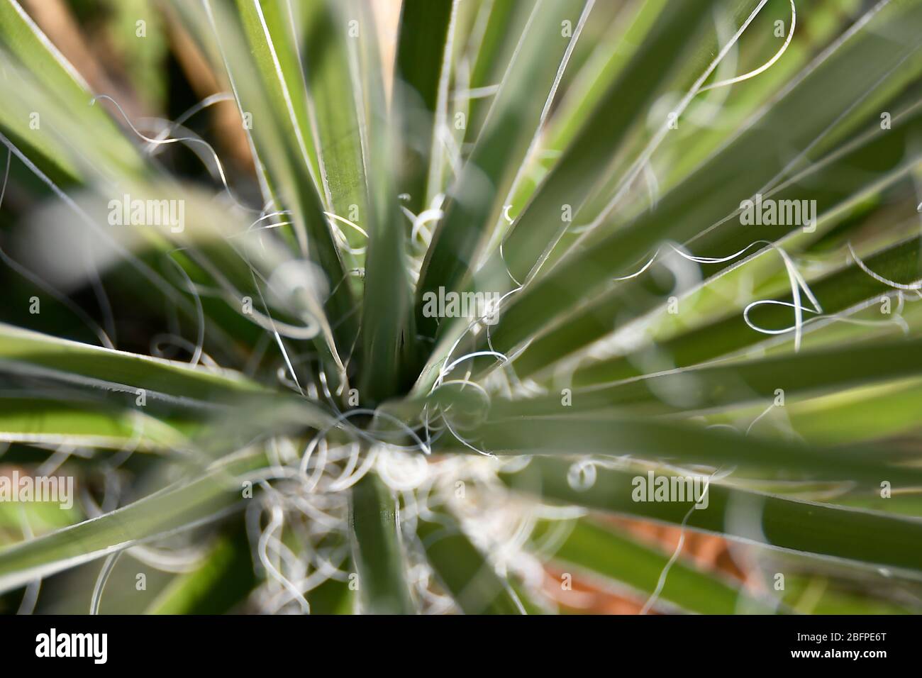macro of above center of Soapweed Yucca plant Stock Photo - Alamy