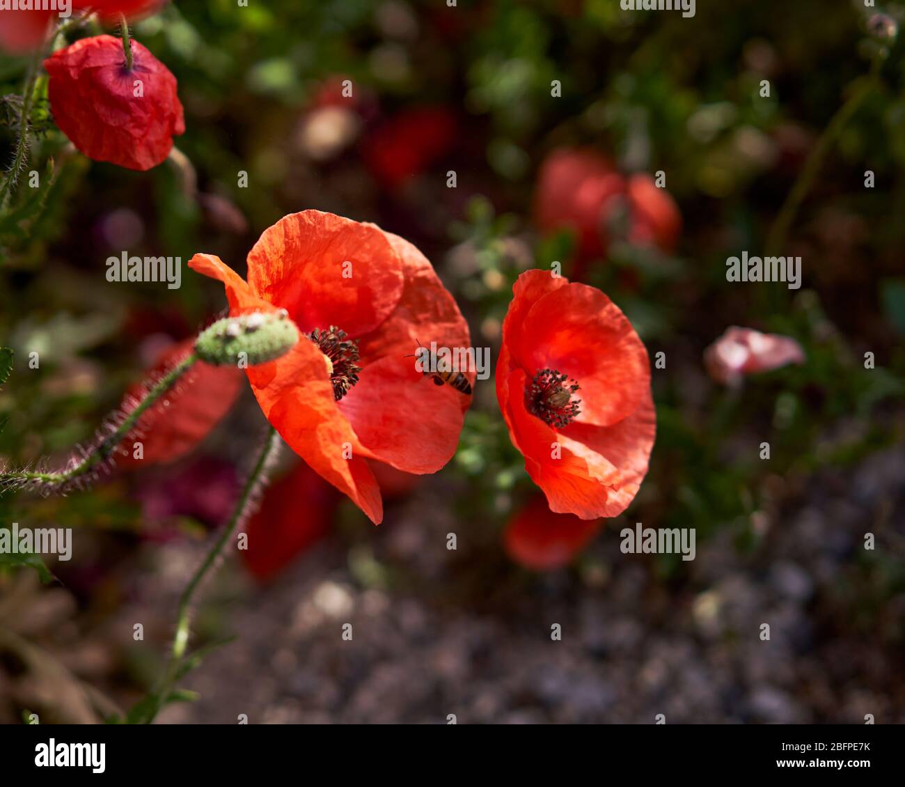 Open poppy hi-res stock photography and images - Alamy