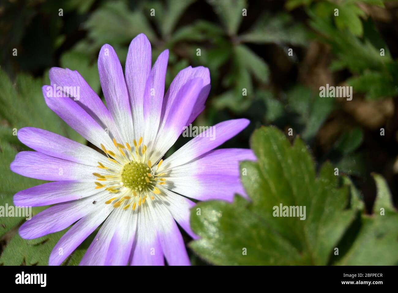 Macro of two tone flower outer lavender and inner white Stock Photo - Alamy
