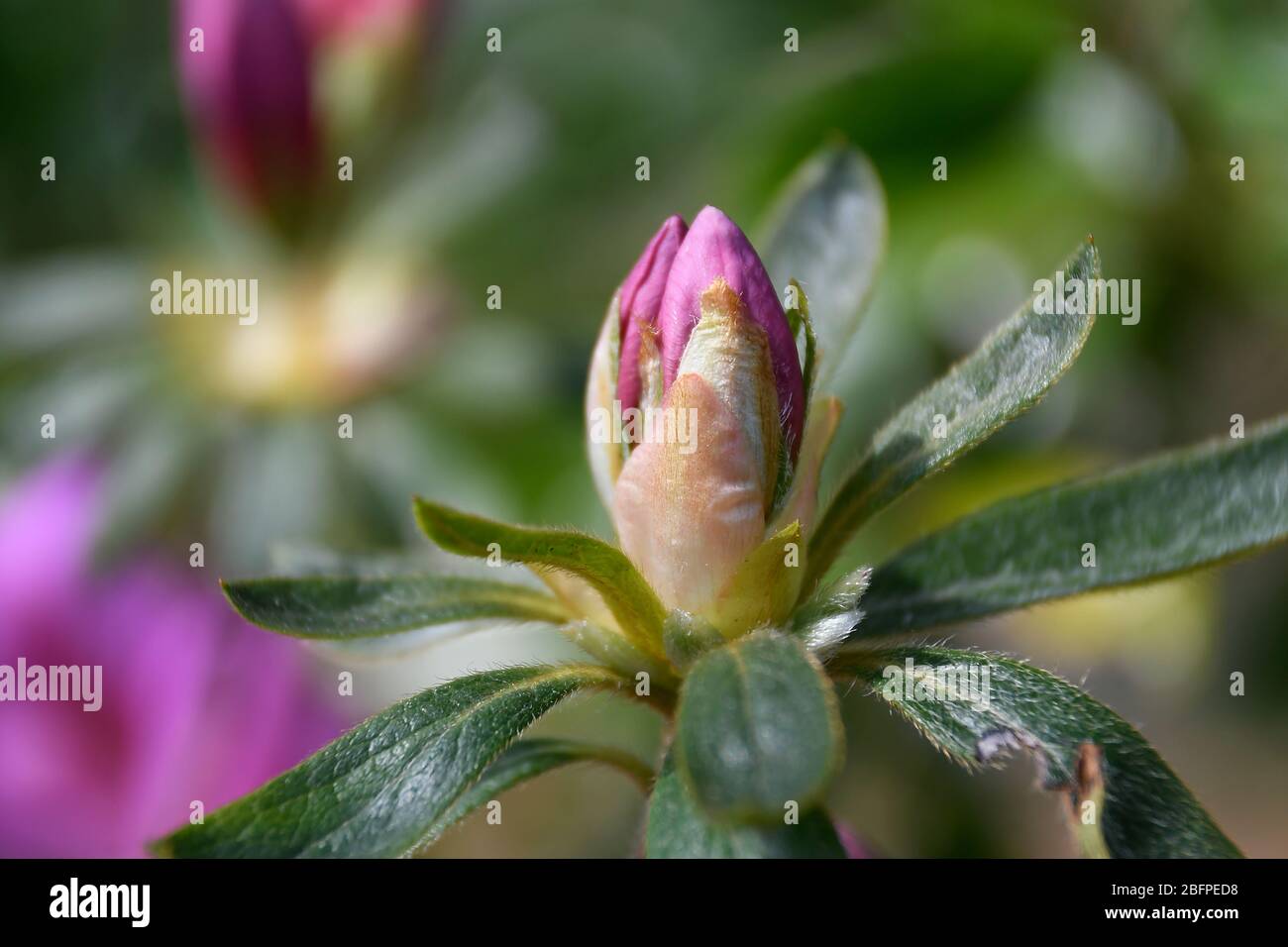 Macro of Azalea bud before it opens Stock Photo - Alamy