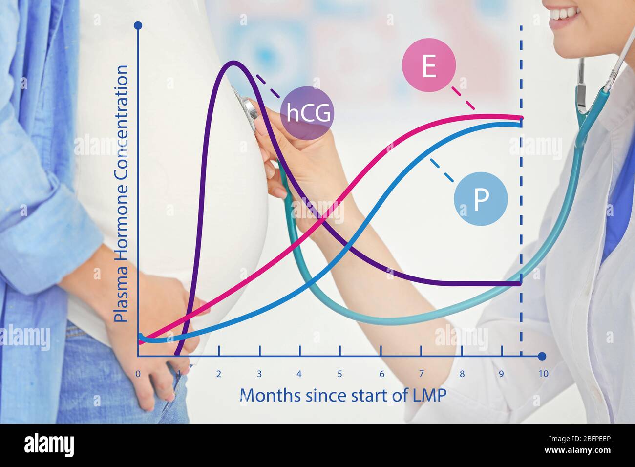 Health care concept. Graphic of changes in hormone levels during ...