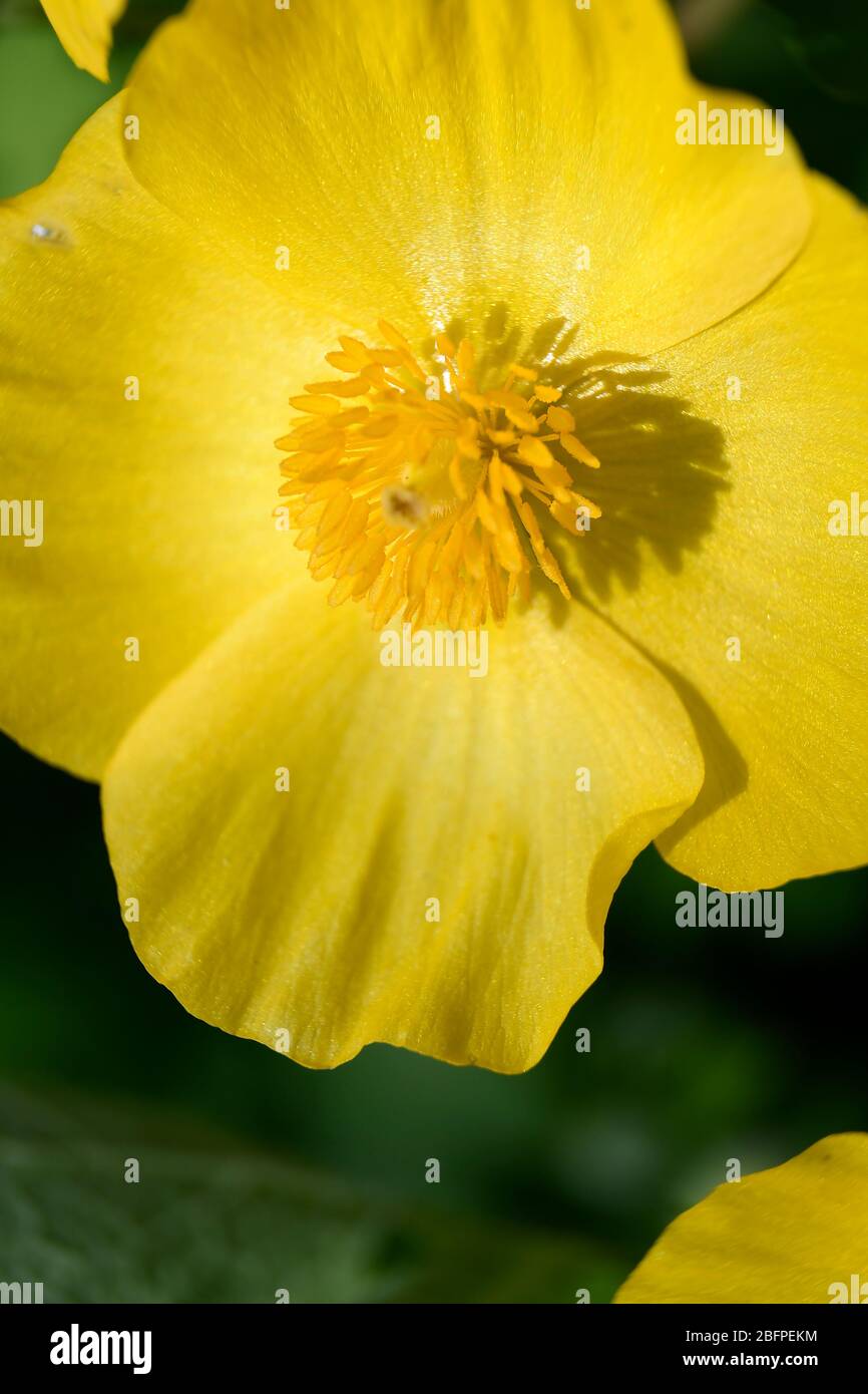 Macro of celandine poppy (Stylophorum Diphyllum Stock Photo - Alamy