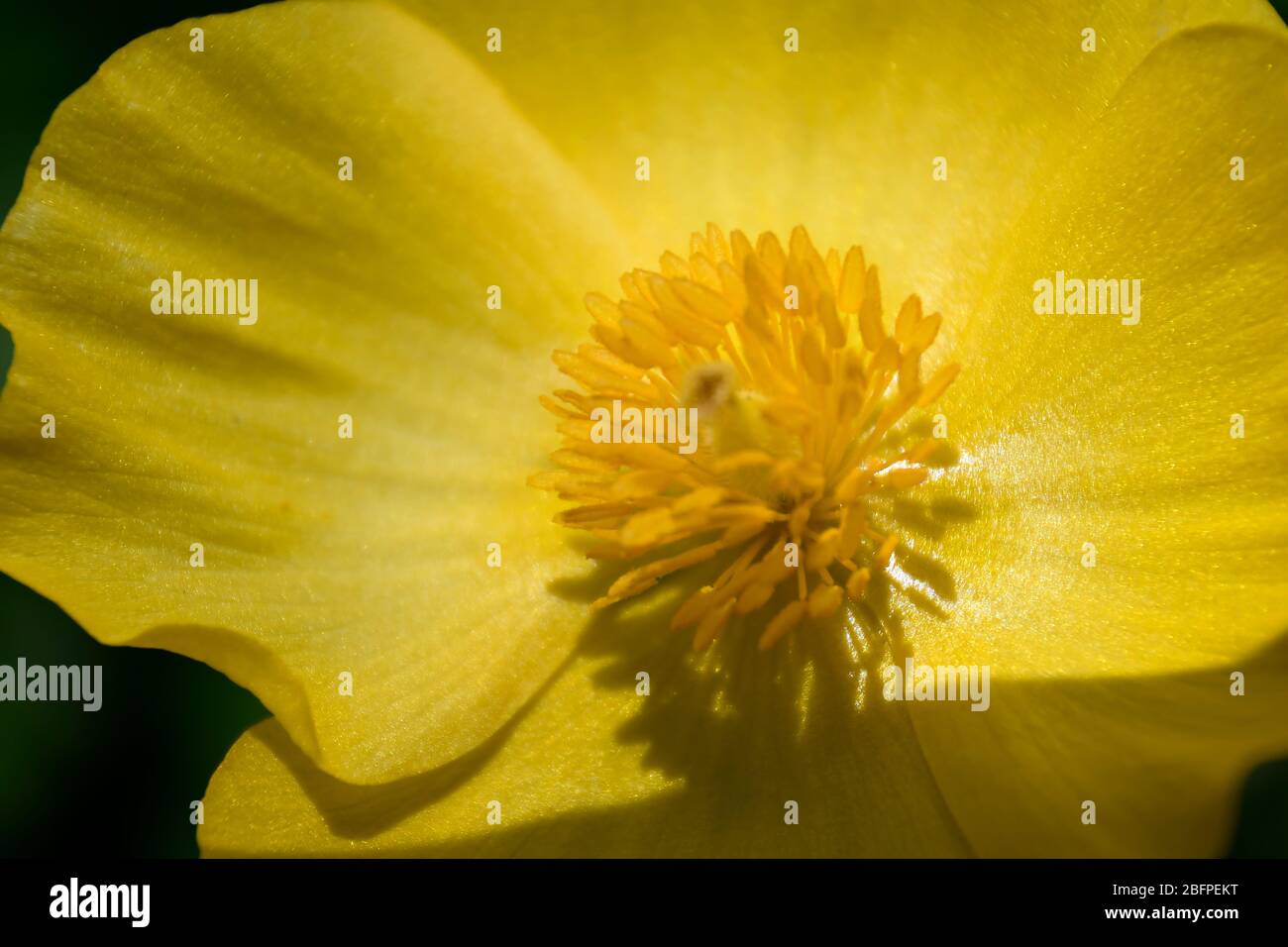 Macro of celandine poppy (Stylophorum Diphyllum Stock Photo - Alamy