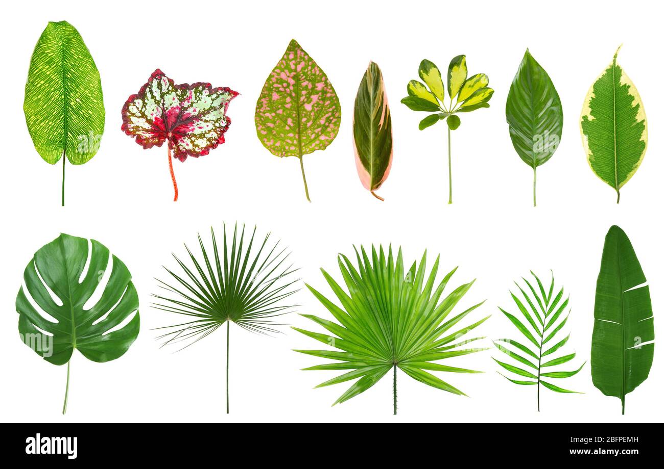 Different tropical leaves on white background Stock Photo - Alamy