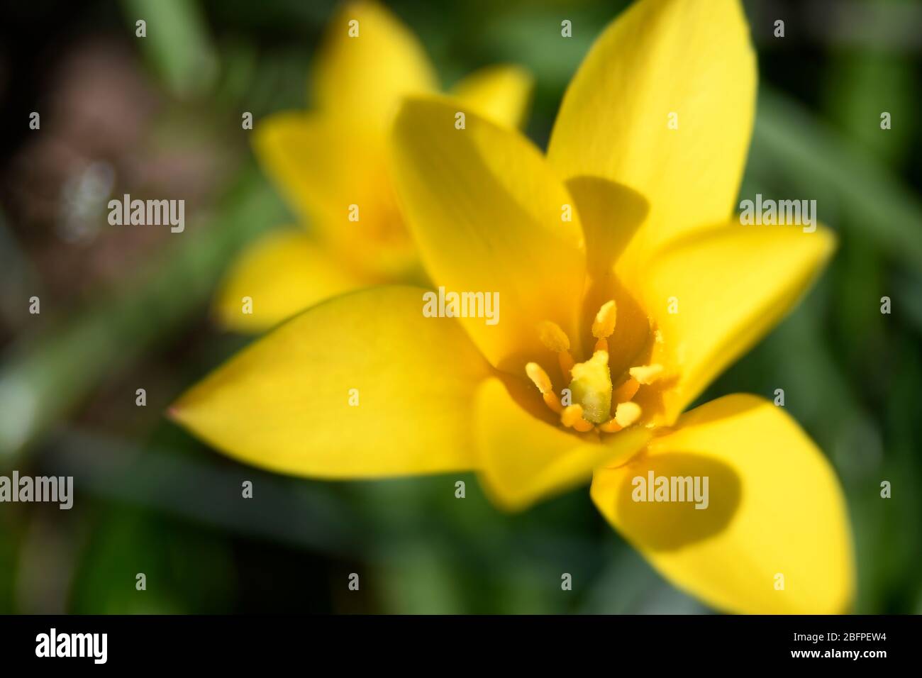 Maco flower hi-res stock photography and images - Alamy