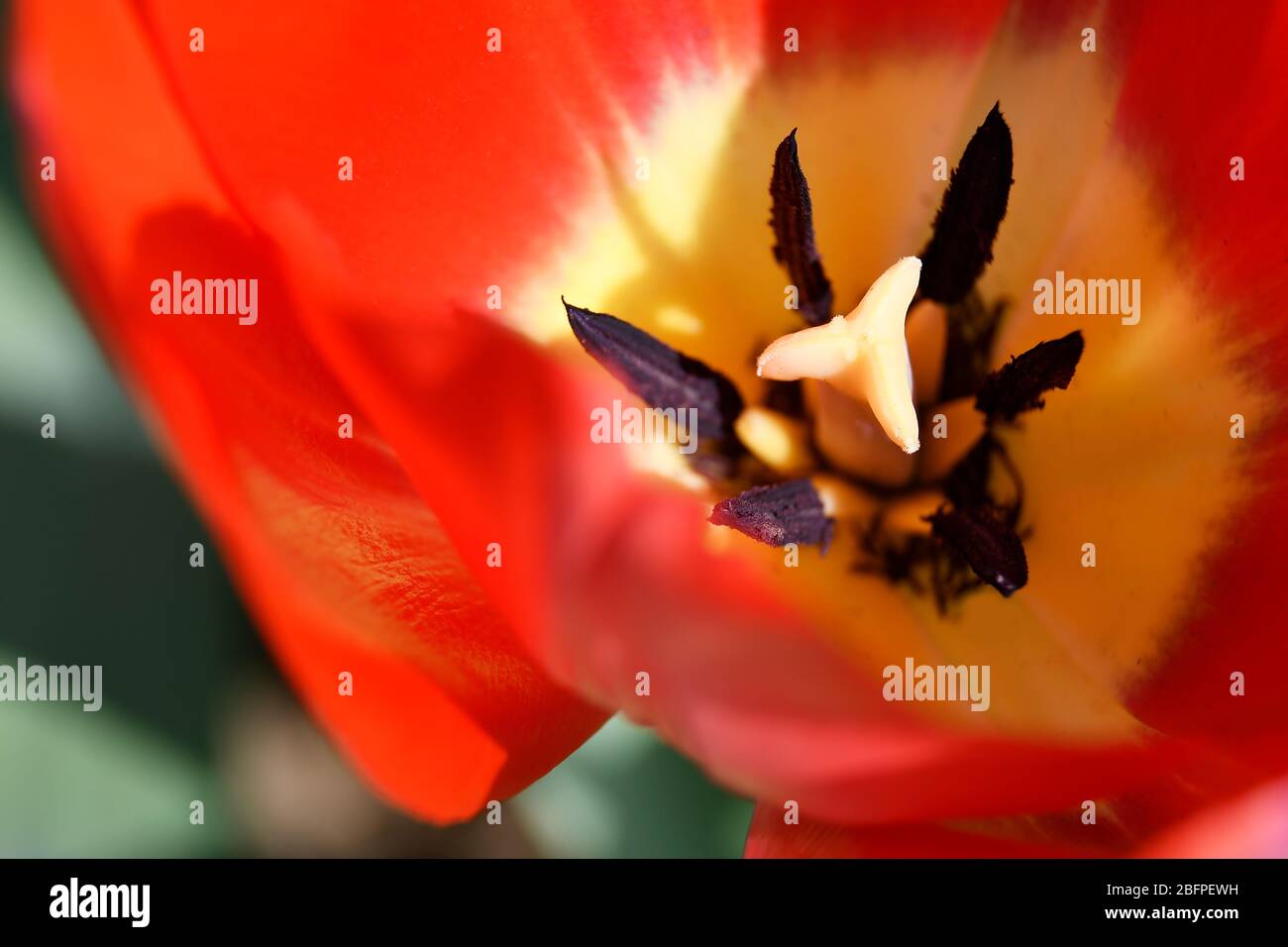 Macro inside of Tulip anther and stigma Stock Photo - Alamy