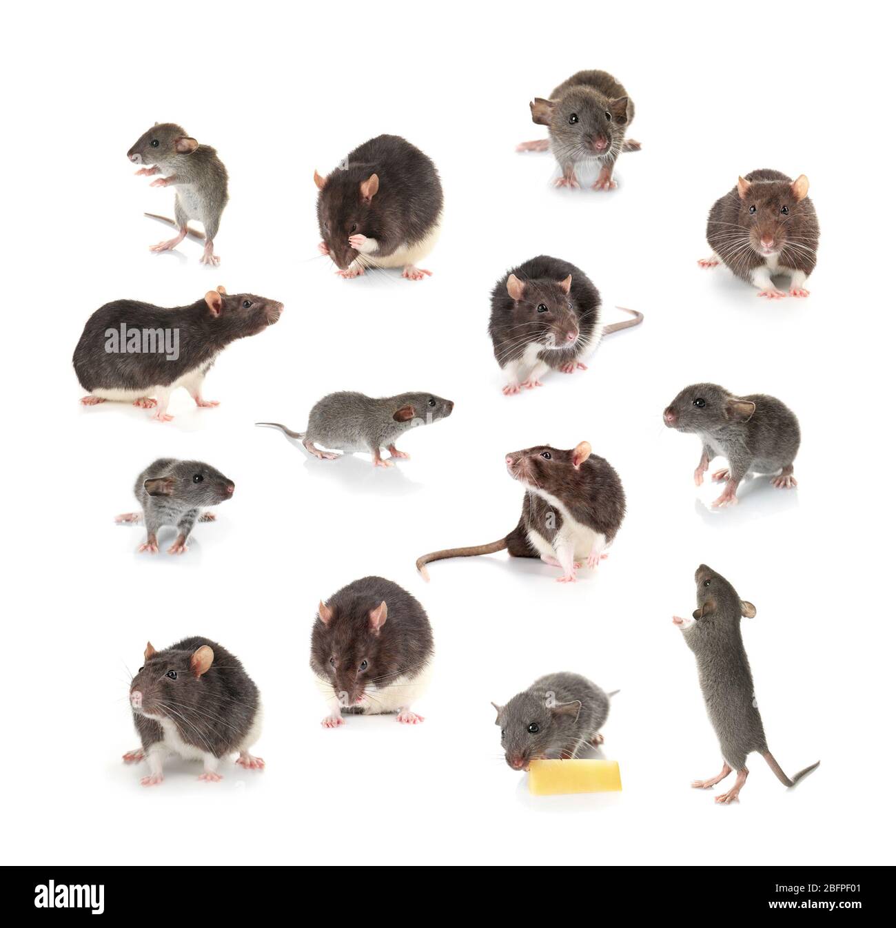 Rats Cut Out Stock Images & Pictures - Alamy
