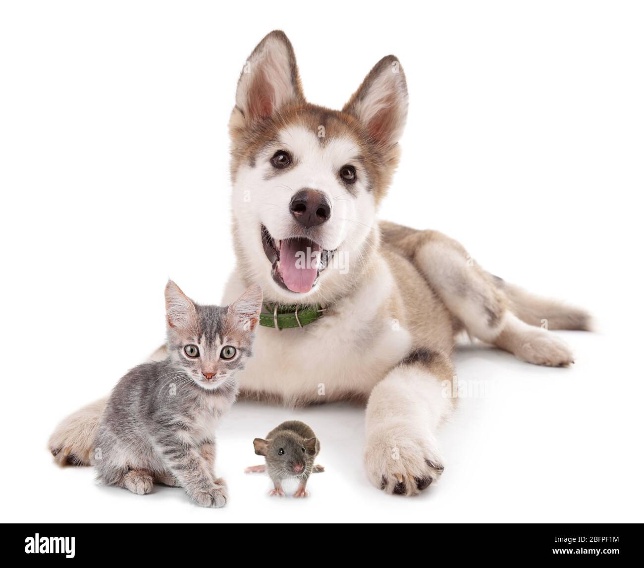 Funny pets on white background Stock Photo - Alamy
