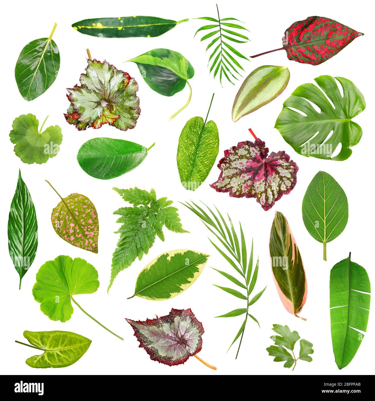 Different tropical leaves on white background Stock Photo - Alamy