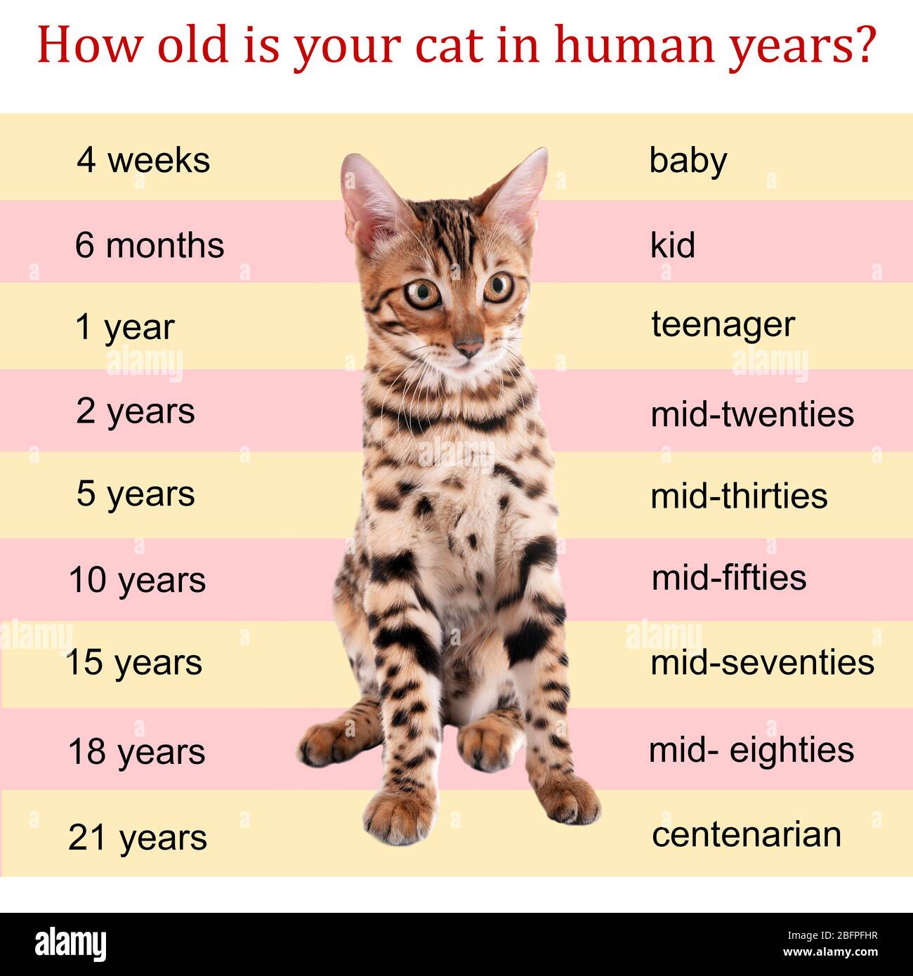 Pet age concept. Comparison chart of cat and human years as background ...
