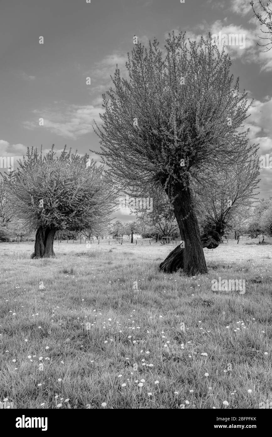 Fruit tree scene Black and White Stock Photos & Images - Alamy