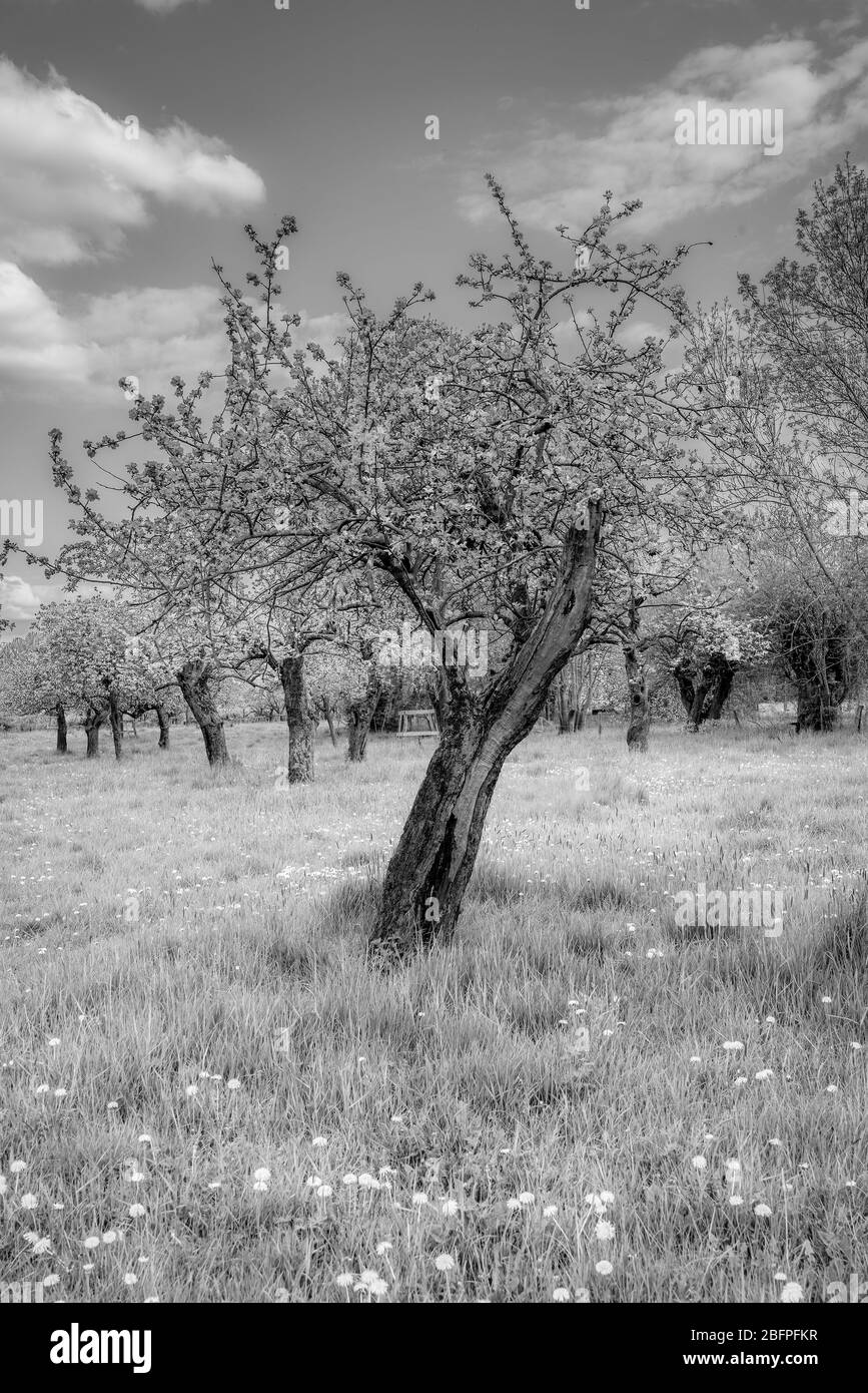 Old fruit trees, Infrared photography Stock Photo - Alamy
