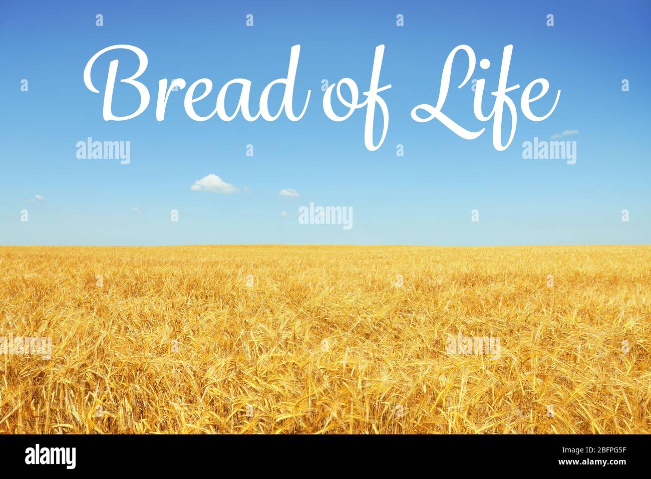 Text BREAD OF LIFE and golden wheat field on background Stock Photo - Alamy