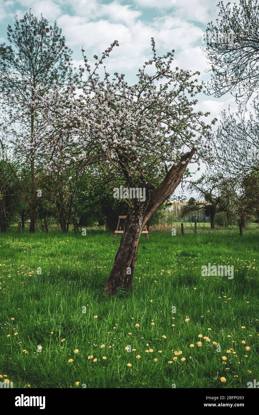 Old fruit trees in spring Stock Photo - Alamy