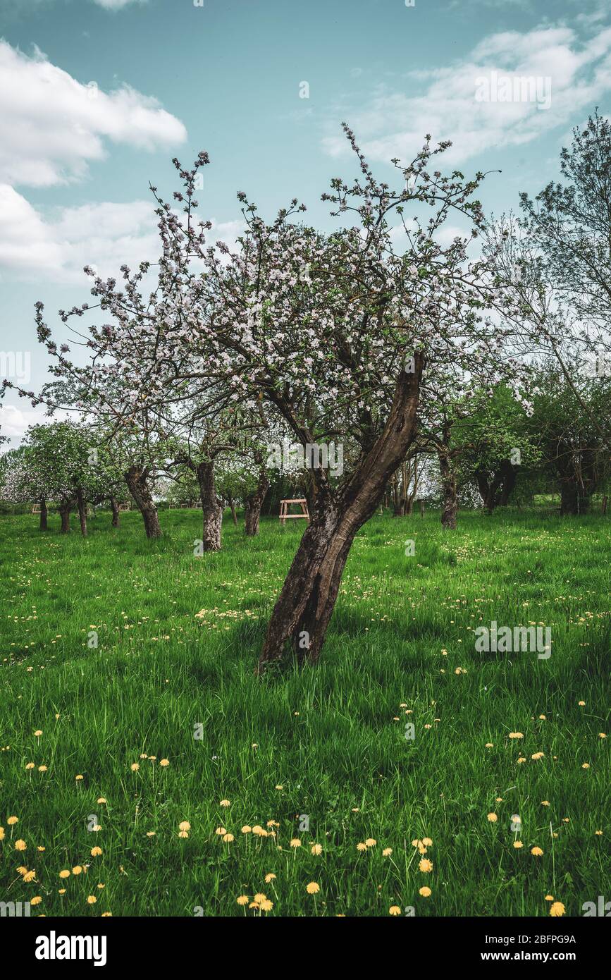 Old fruit trees in spring Stock Photo - Alamy