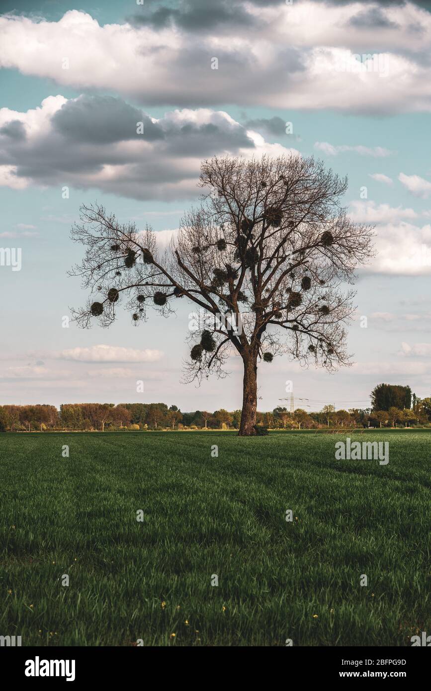 Teil tree hi-res stock photography and images - Alamy