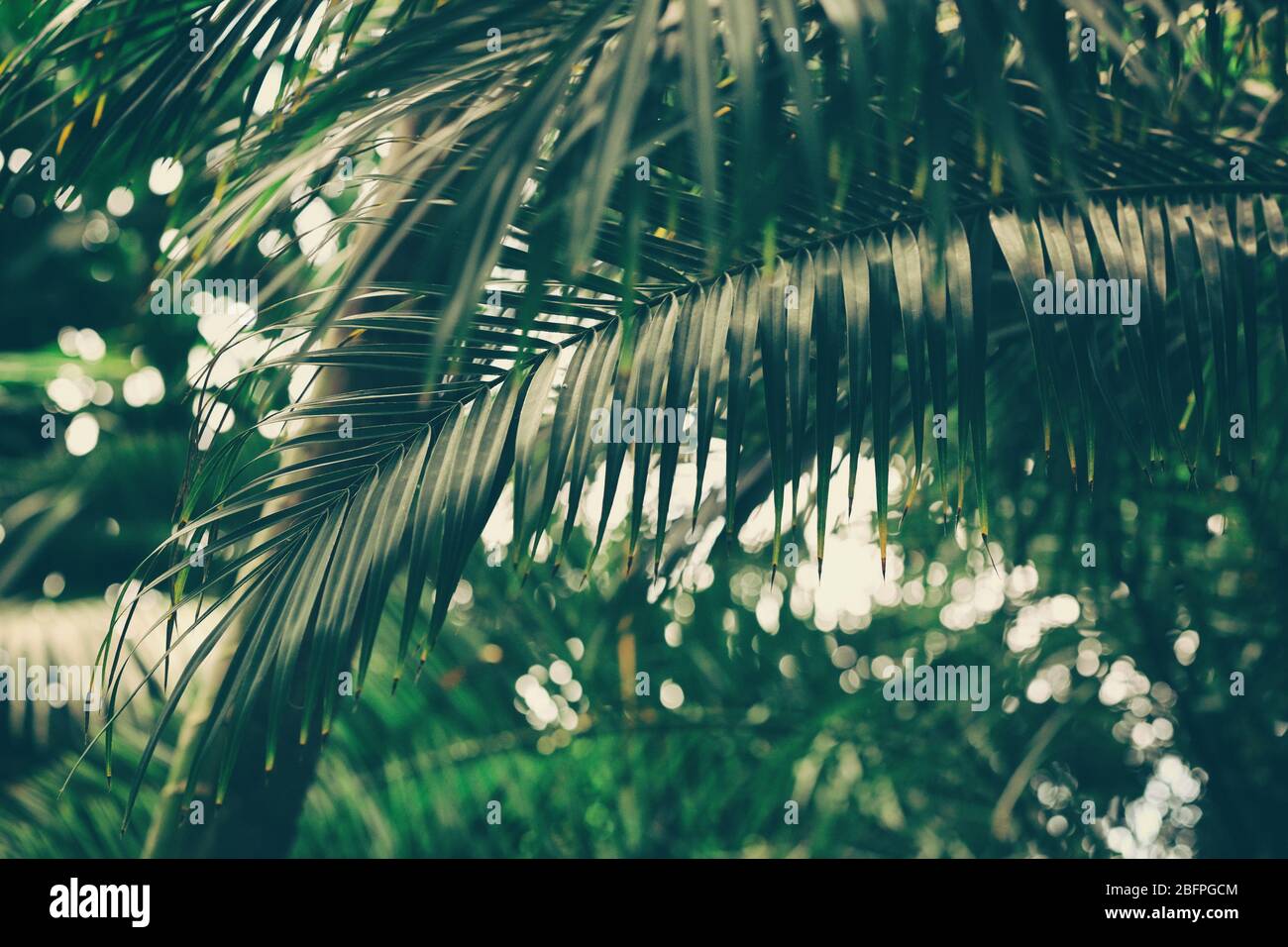 Green tropical leaf, closeup Stock Photo - Alamy
