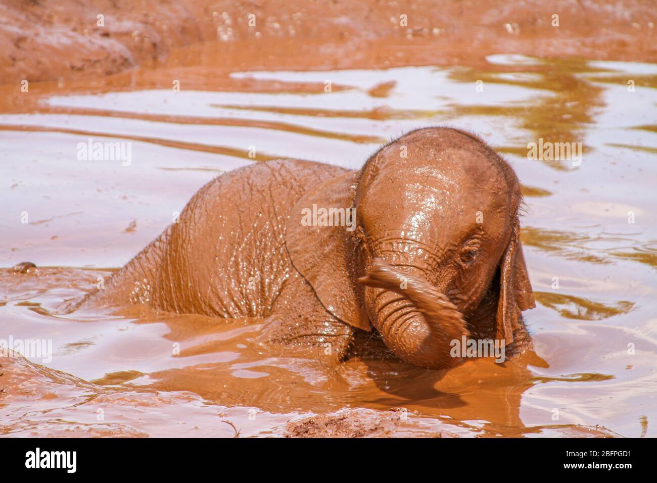 Bayb elephant hi-res stock photography and images - Alamy