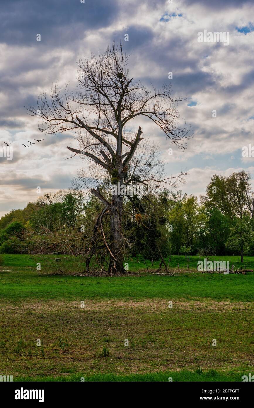 old tree on the field in spring Stock Photo - Alamy