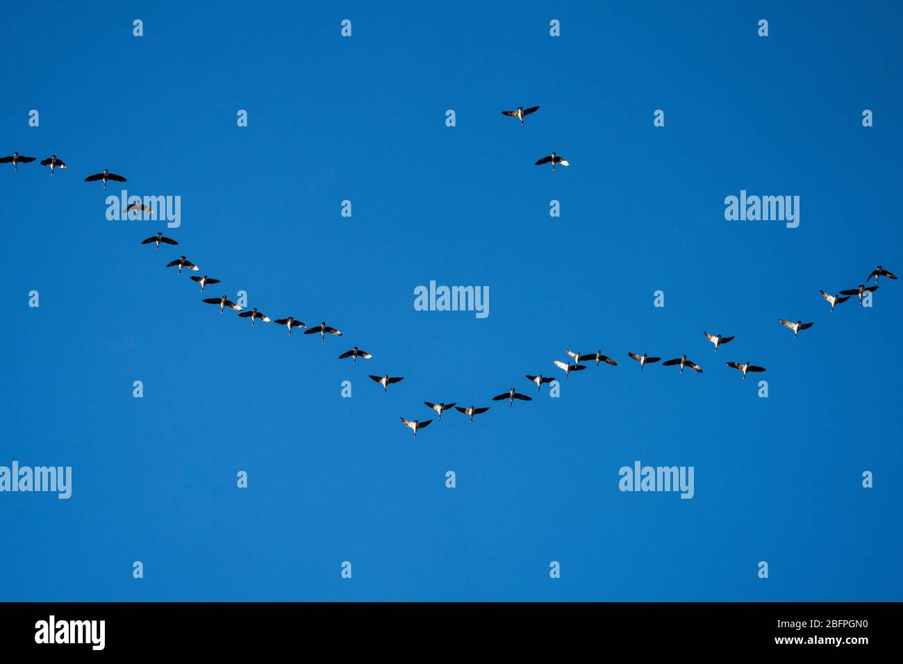 Canada goose flying in formation during spring migration Stock Photo ...