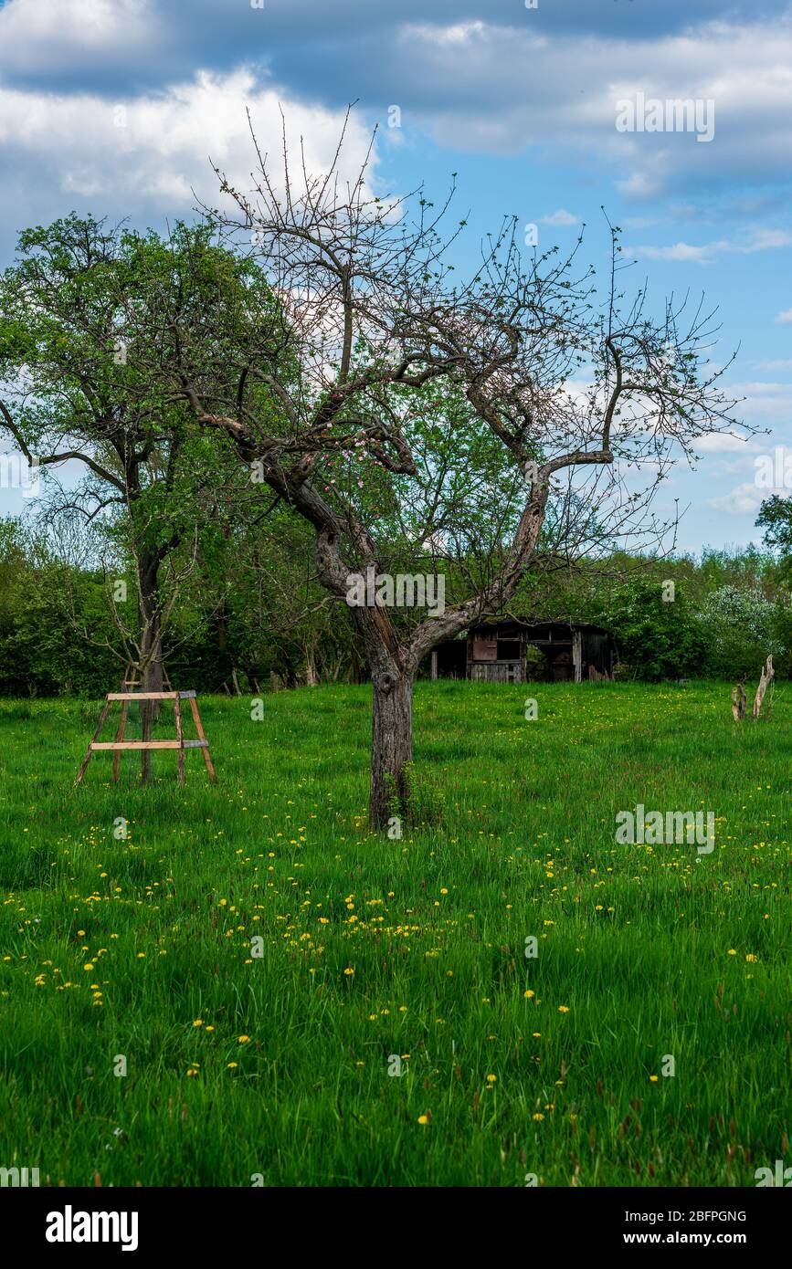 Old fruit trees in spring Stock Photo - Alamy