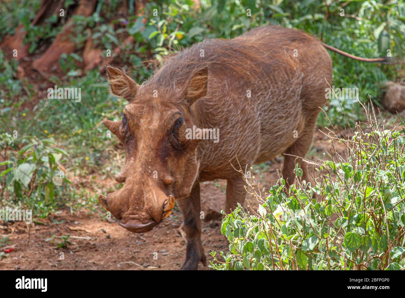 Ugly warthog hi-res stock photography and images - Alamy