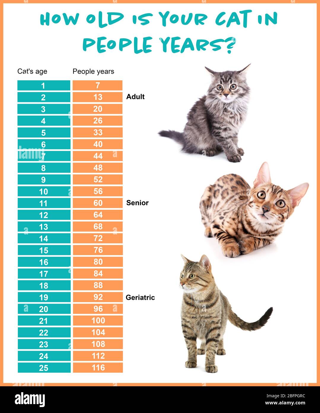 Pet age concept. Comparison chart of cat and human years on white ...