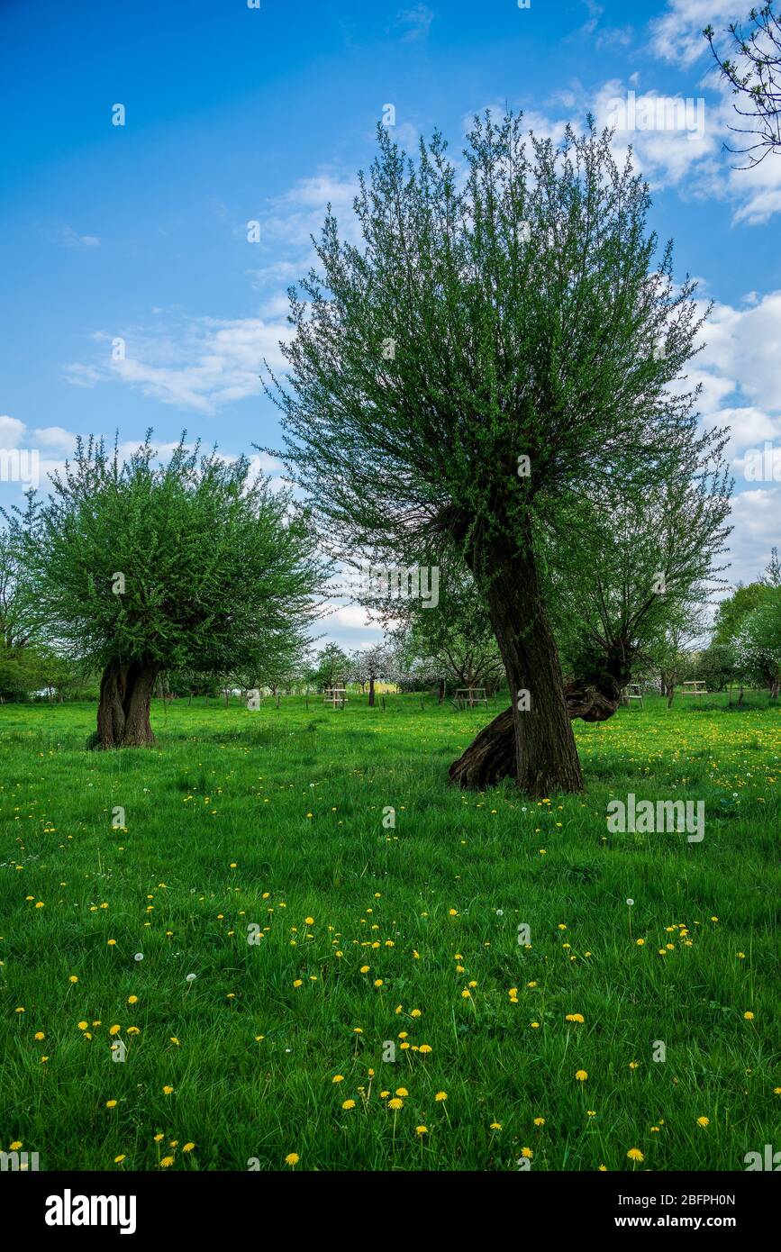 Old fruit trees in spring Stock Photo - Alamy