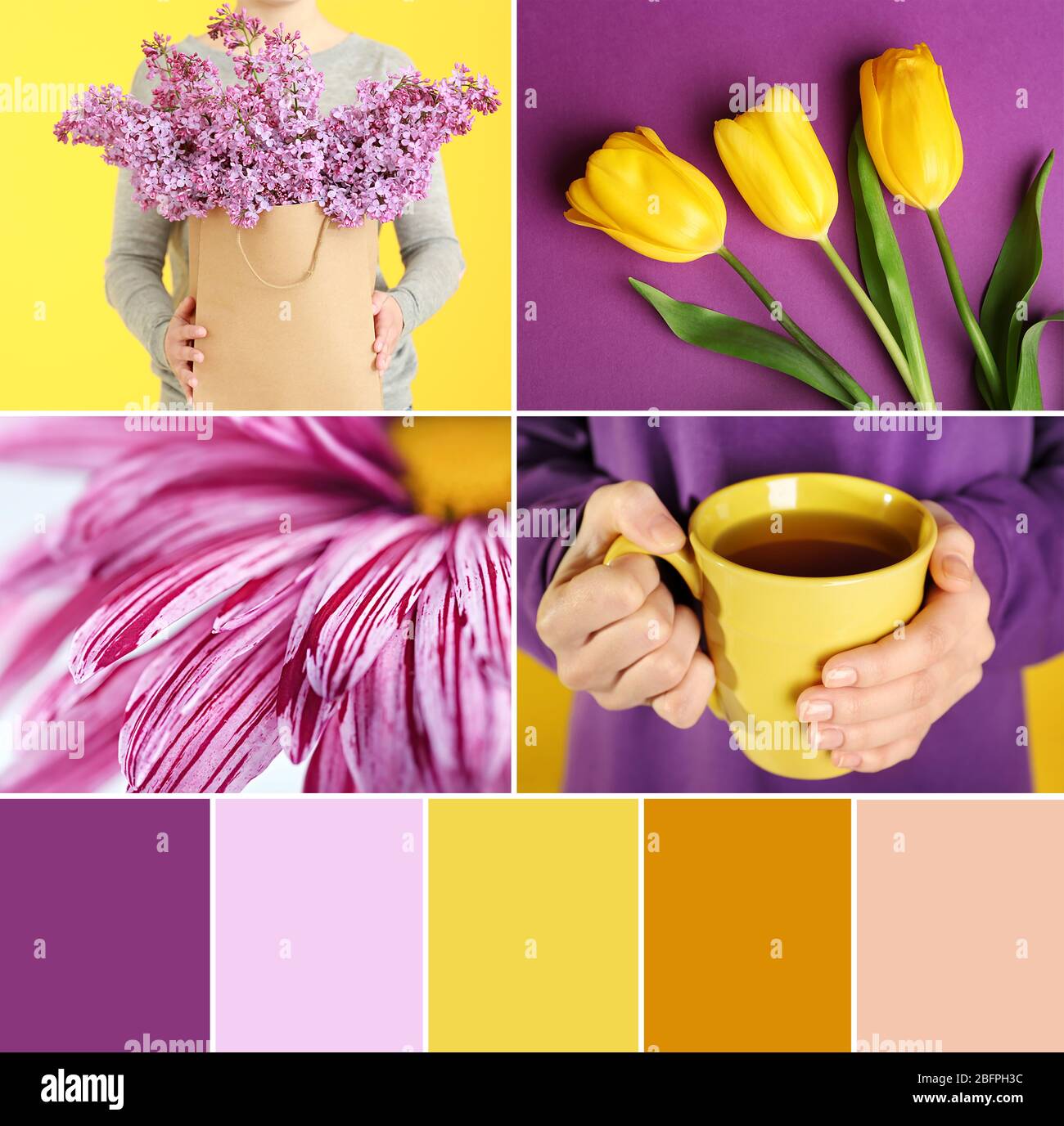 Purple and yellow accent colors hi-res stock photography and images - Alamy