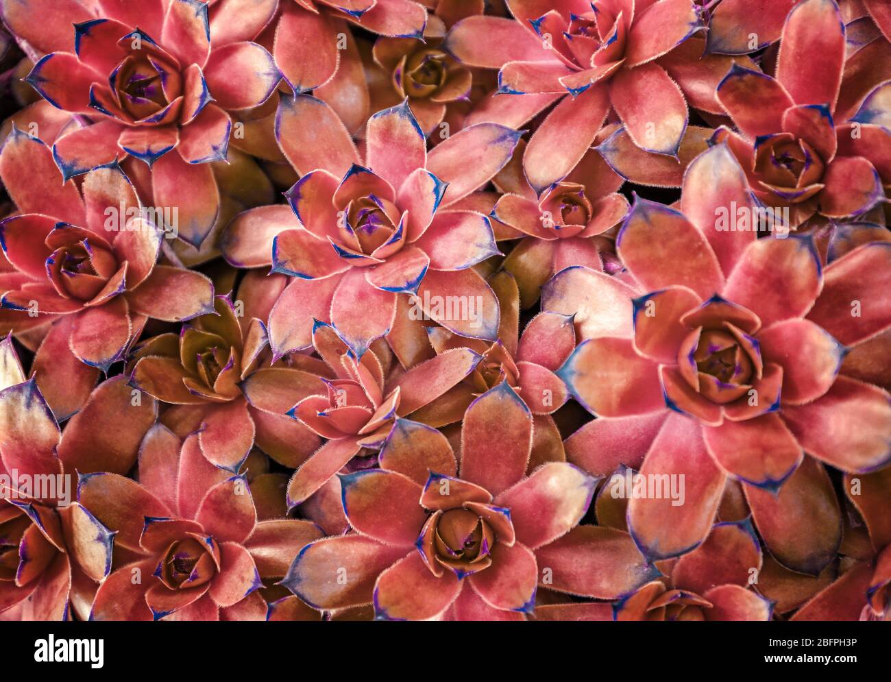 Beautiful bright succulents, closeup Stock Photo - Alamy