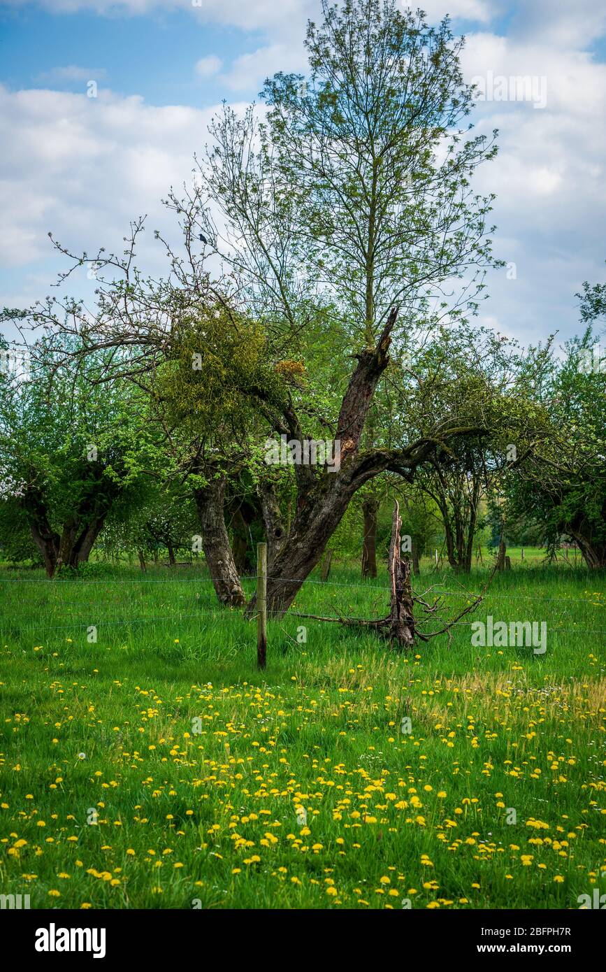 Old fruit trees in spring Stock Photo - Alamy