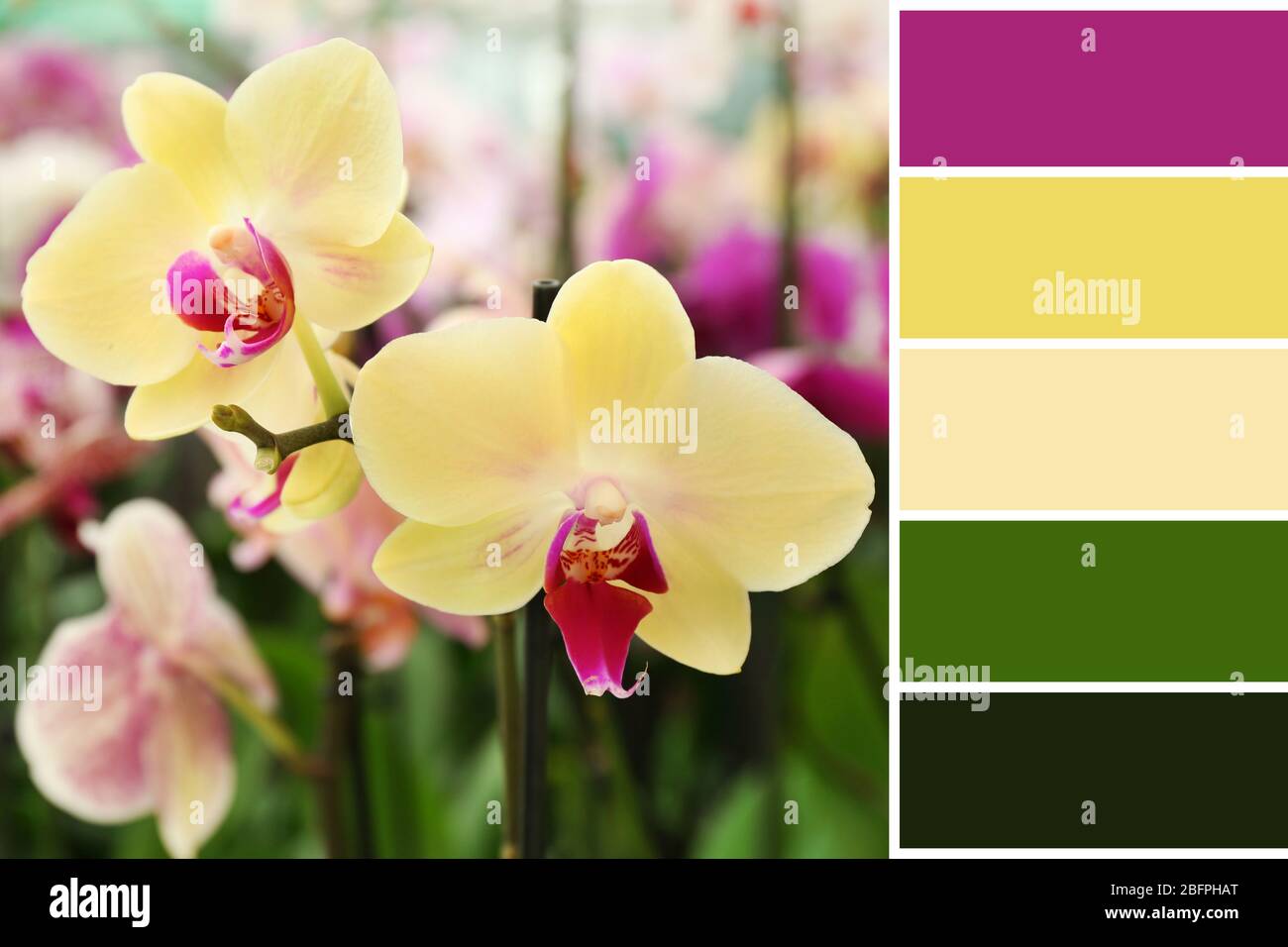 Mall violet purple flowers hi-res stock photography and images - Alamy