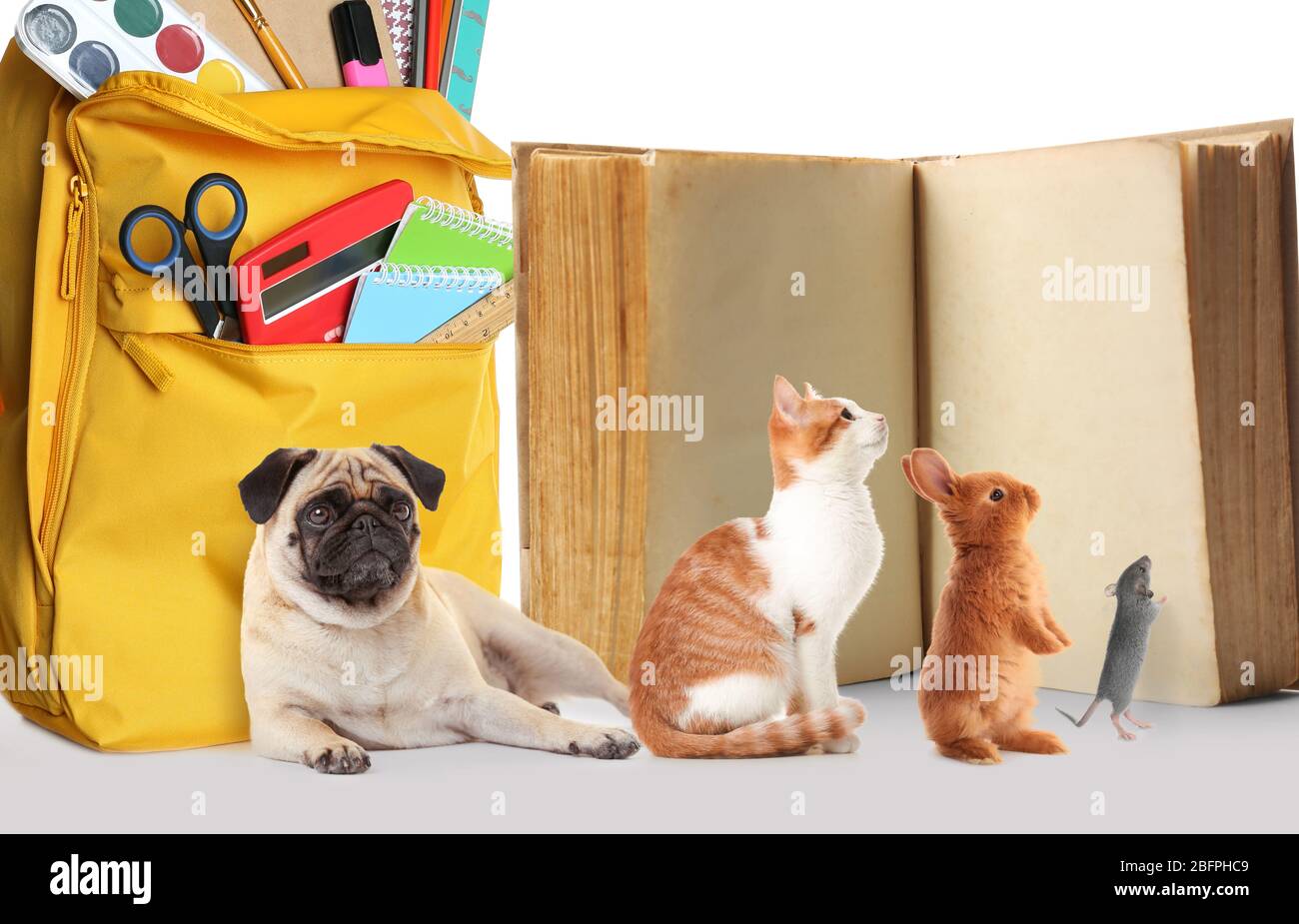 Pets And School High Resolution Stock Photography and Images - Alamy