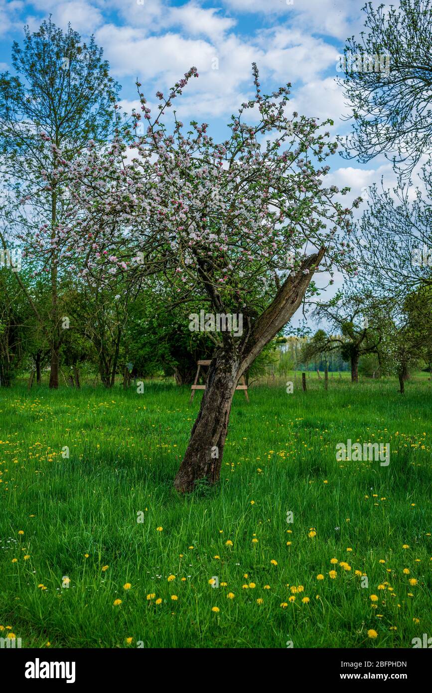 Old fruit trees in spring Stock Photo - Alamy