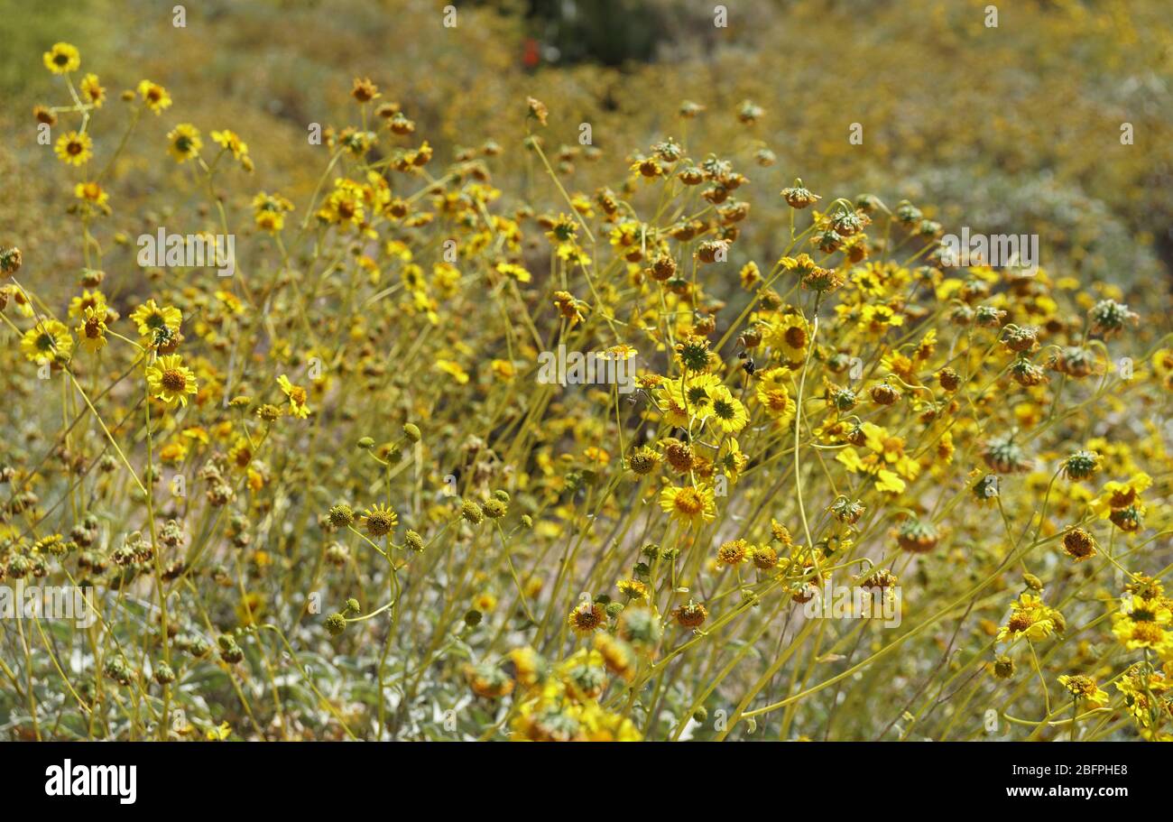 Spring ecosystem hi-res stock photography and images - Alamy