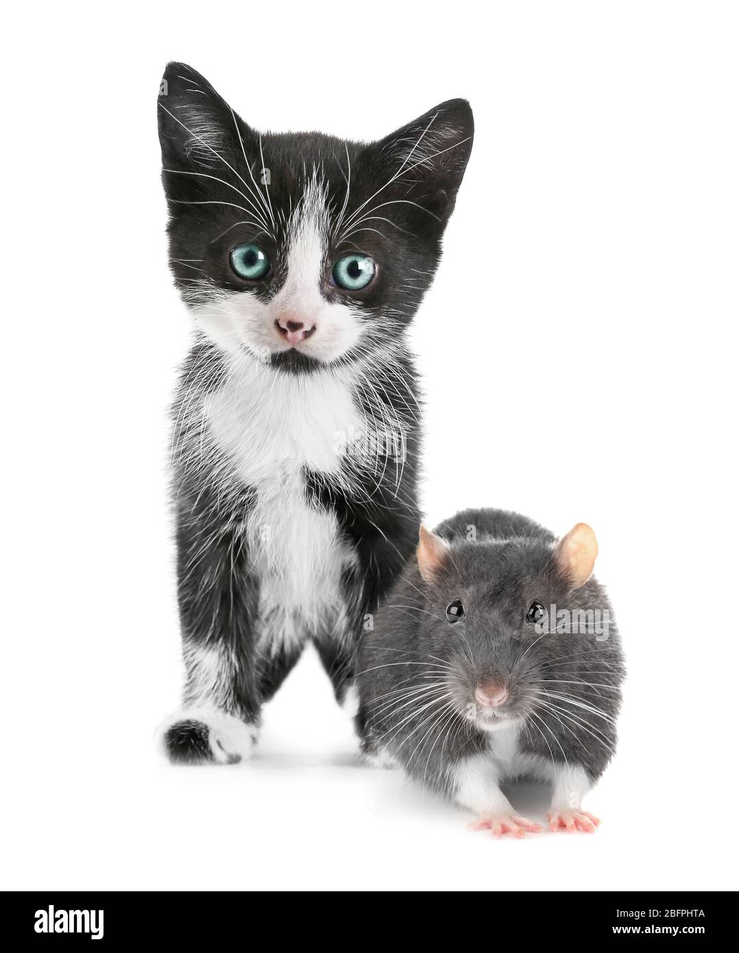 Predator prey relationship Cut Out Stock Images & Pictures - Alamy