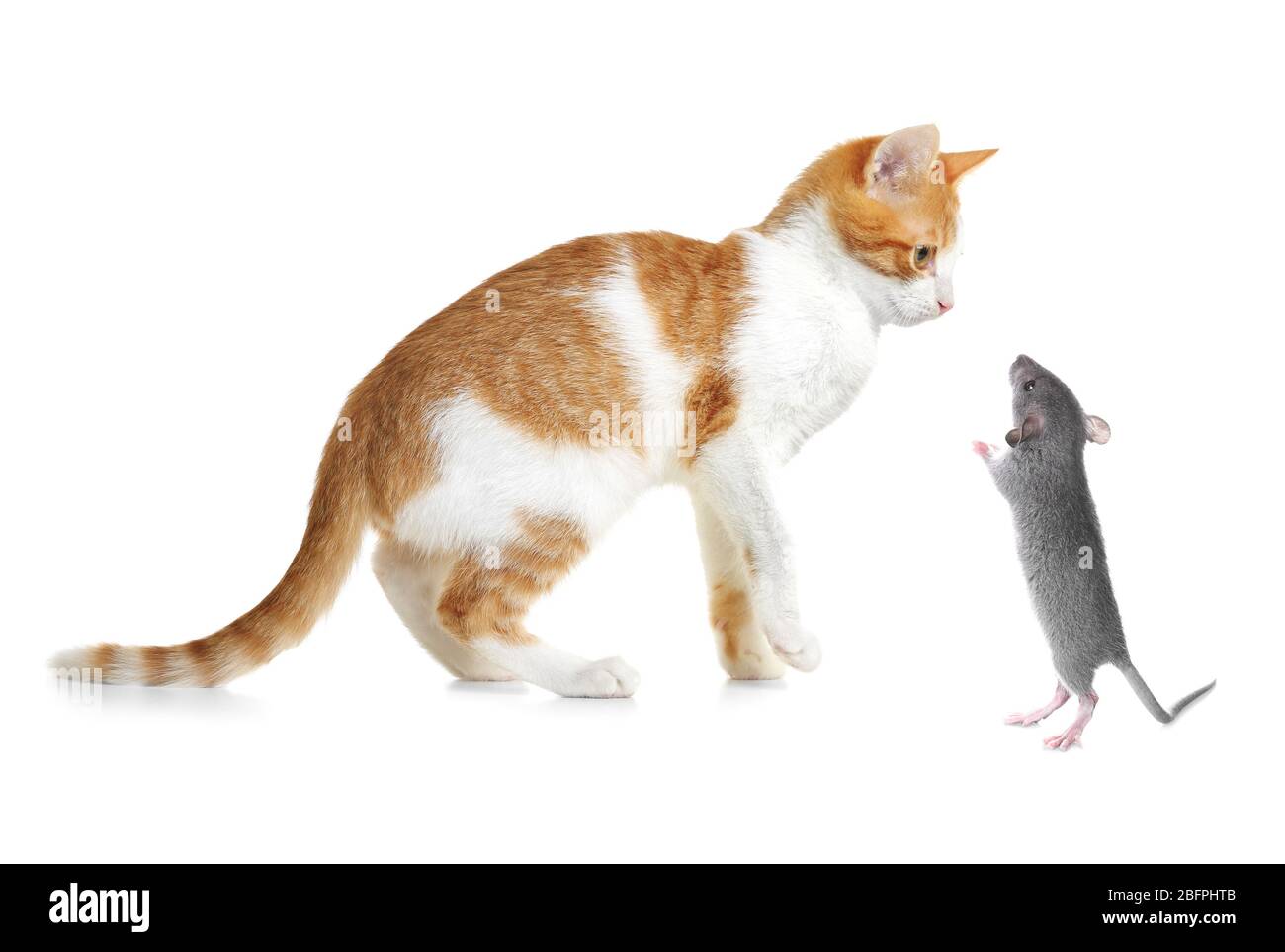 Cute cat and mouse on white background Stock Photo - Alamy