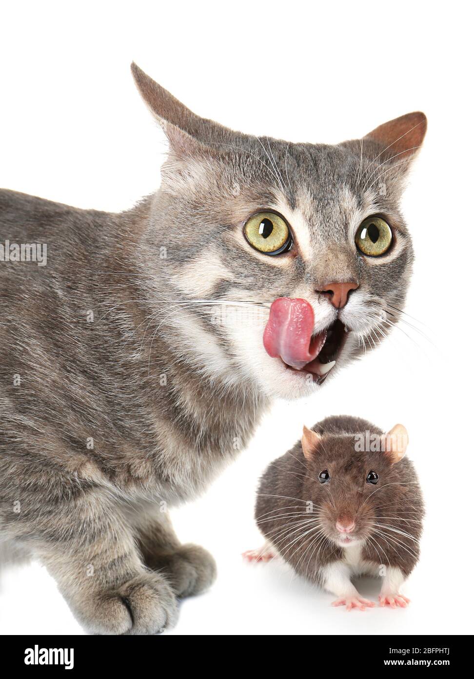 Cute cat and mouse on white background Stock Photo - Alamy