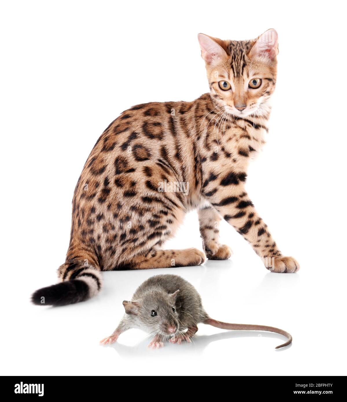 Cute cat and mouse on white background Stock Photo - Alamy