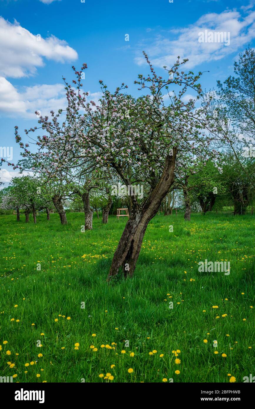 Old fruit trees in spring Stock Photo - Alamy