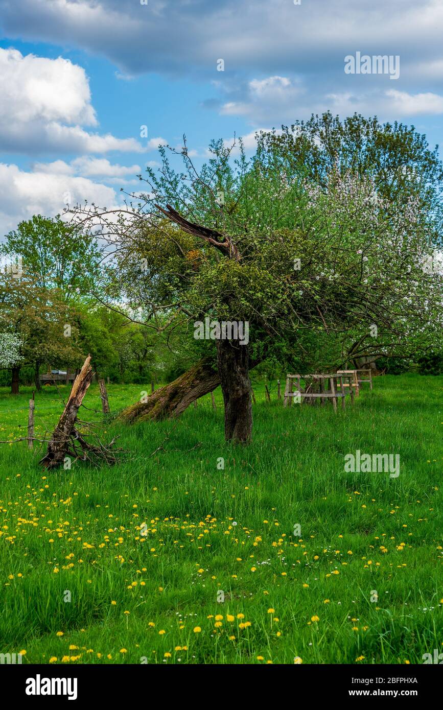 Old fruit trees in spring Stock Photo - Alamy