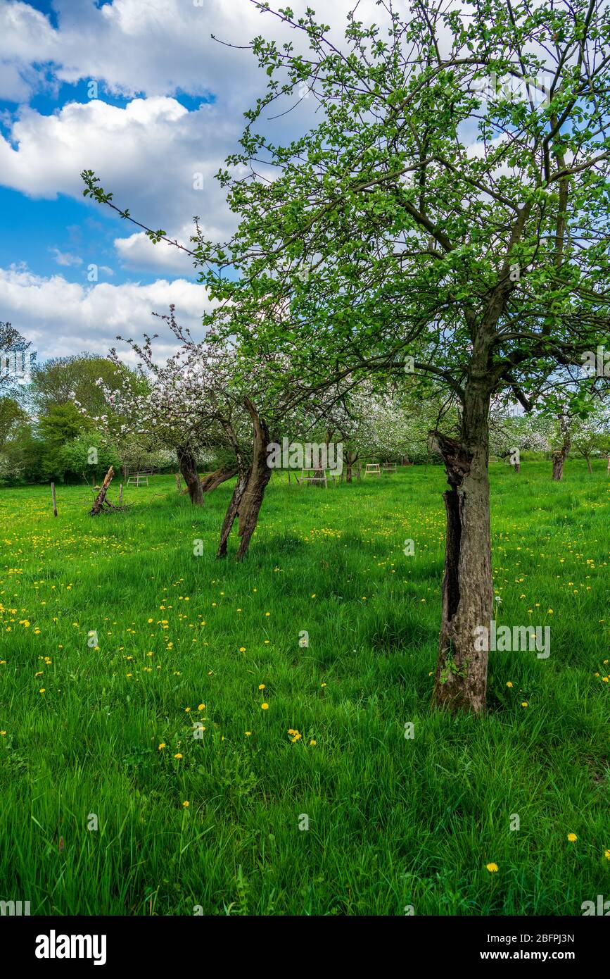 Old fruit trees in spring Stock Photo - Alamy