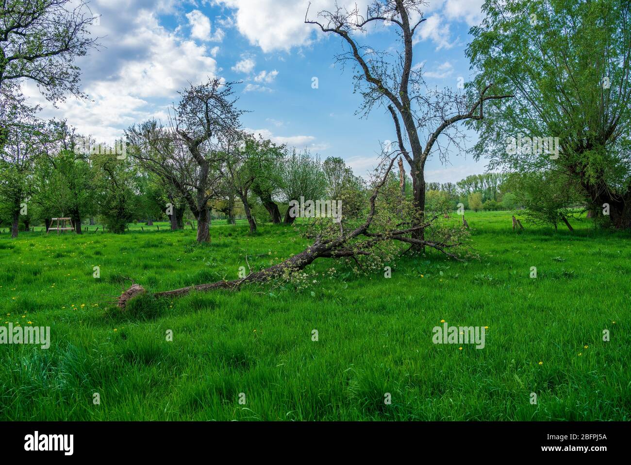 Old fruit trees in spring Stock Photo - Alamy
