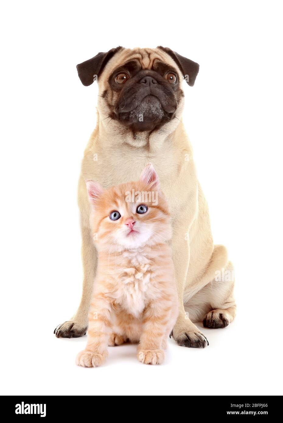 Cute kitten and pug dog together on white background Stock Photo - Alamy