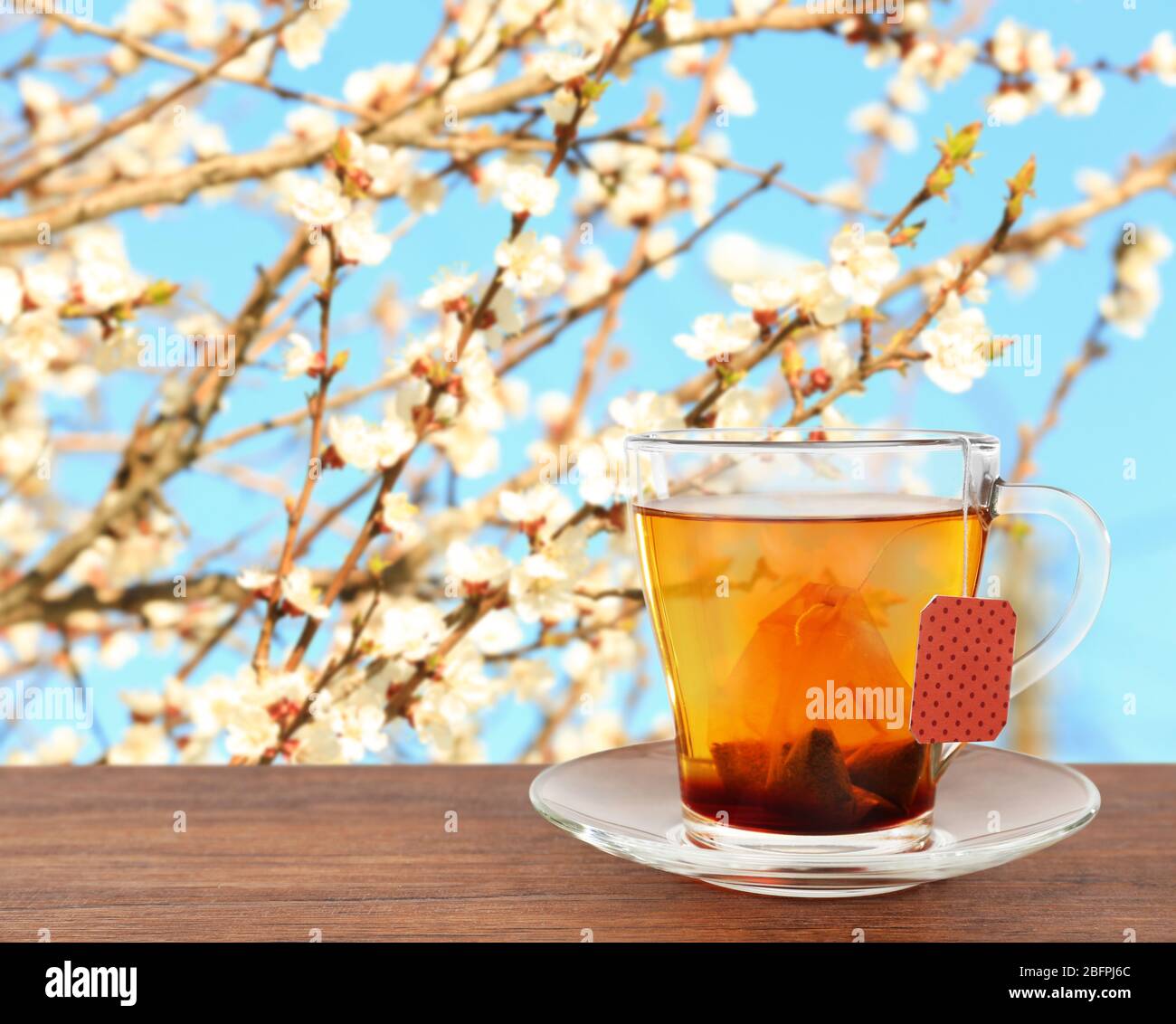 Cup of aromatic tea and blooming branches of apricot tree on background ...