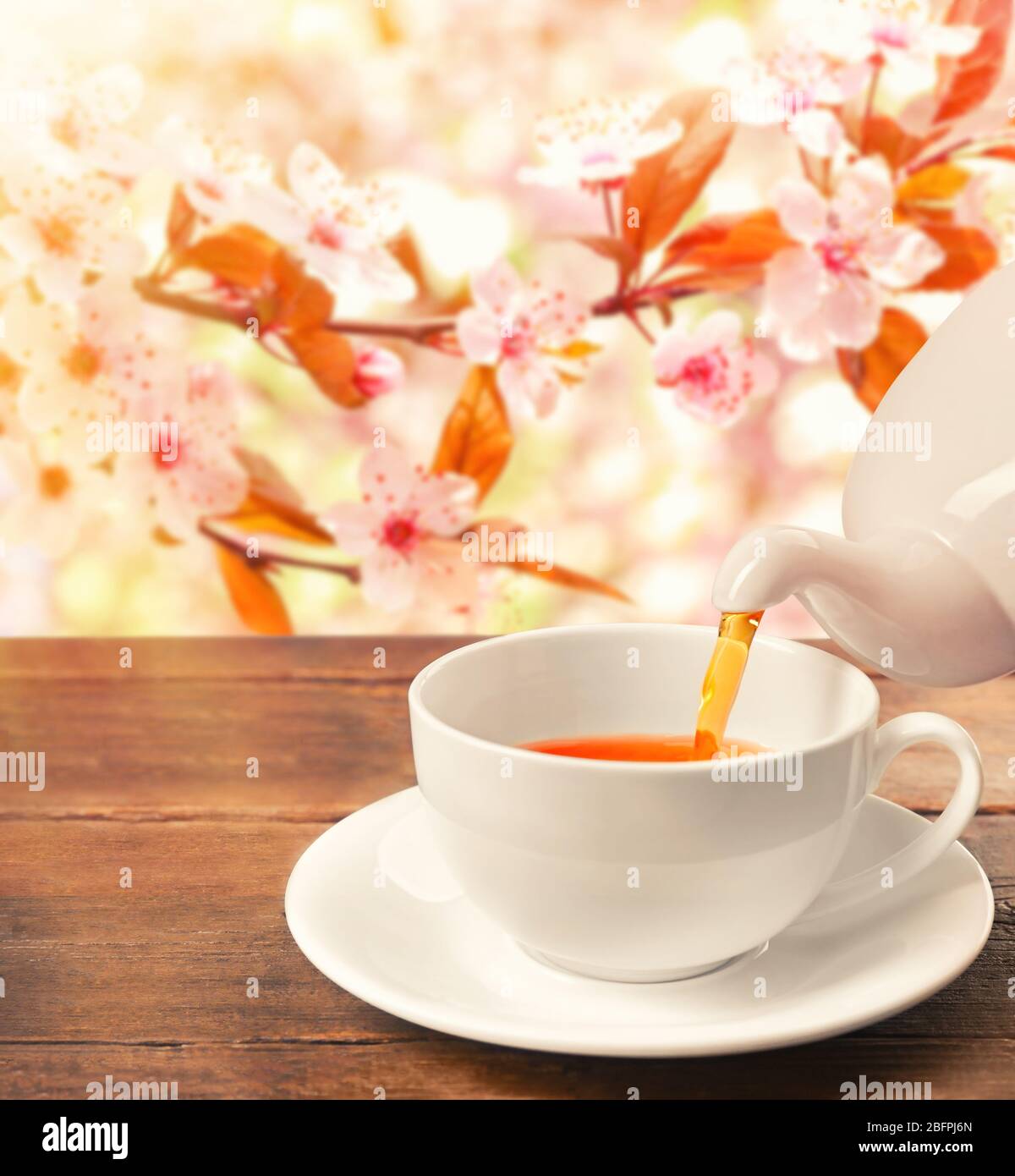 Pouring aromatic tea into cup and blooming branches of apricot tree on ...