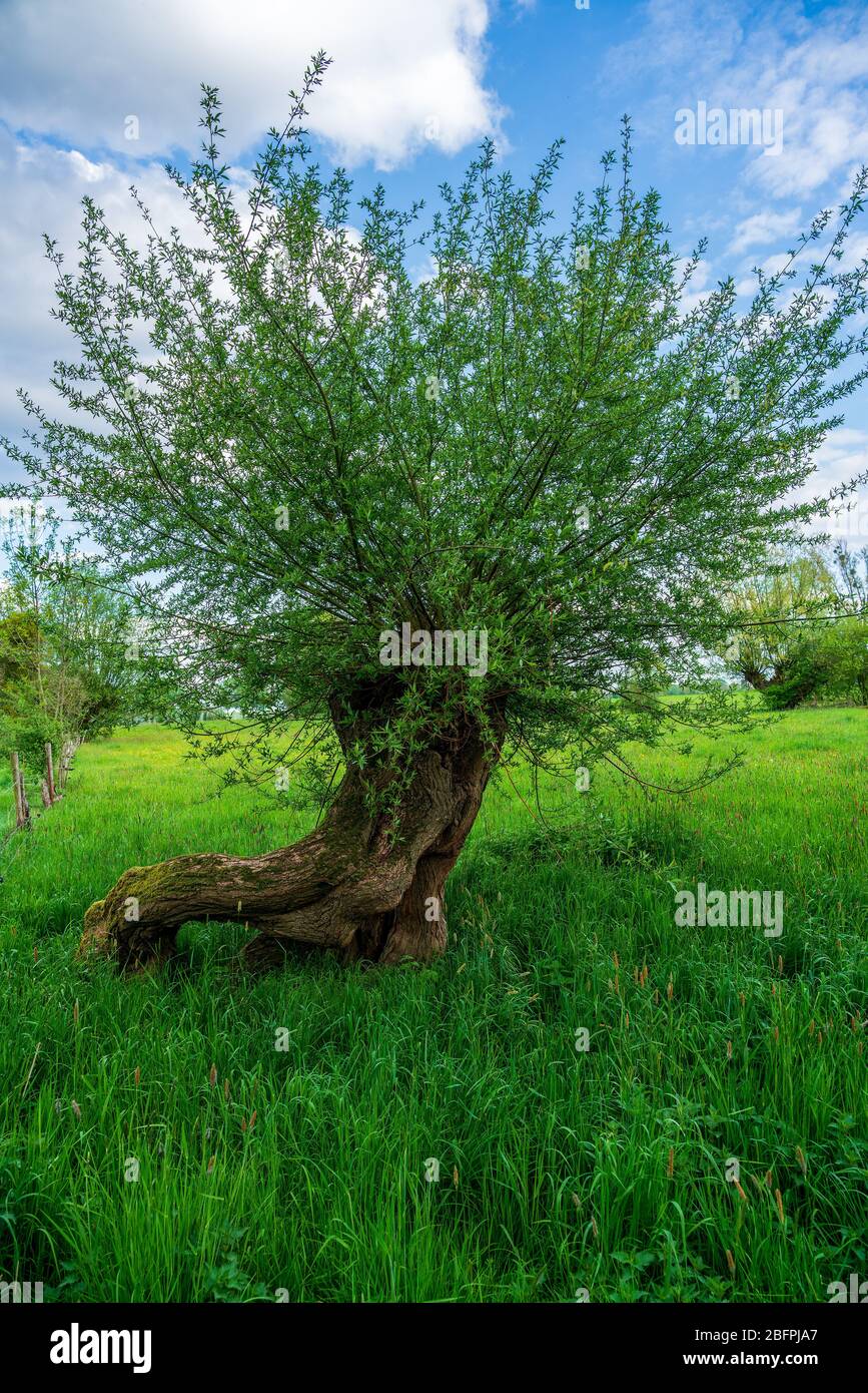 Old fruit trees in spring Stock Photo - Alamy